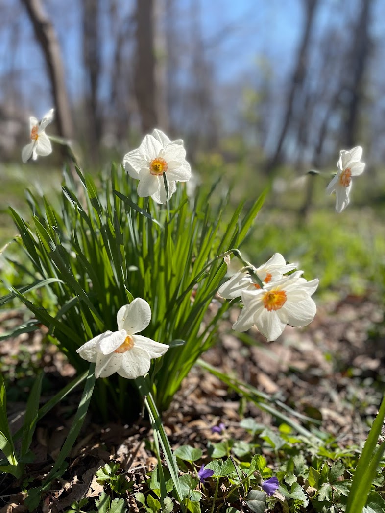 25 Spring Activities for Kids: Fun Outdoor Ideas to Embrace the Season ...